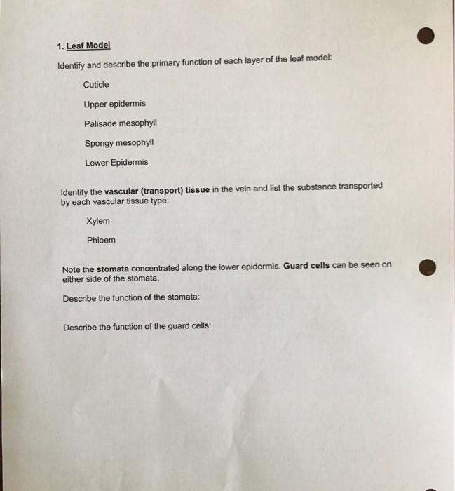 Solved 1. Leaf Model Identify and describe the primary | Chegg.com