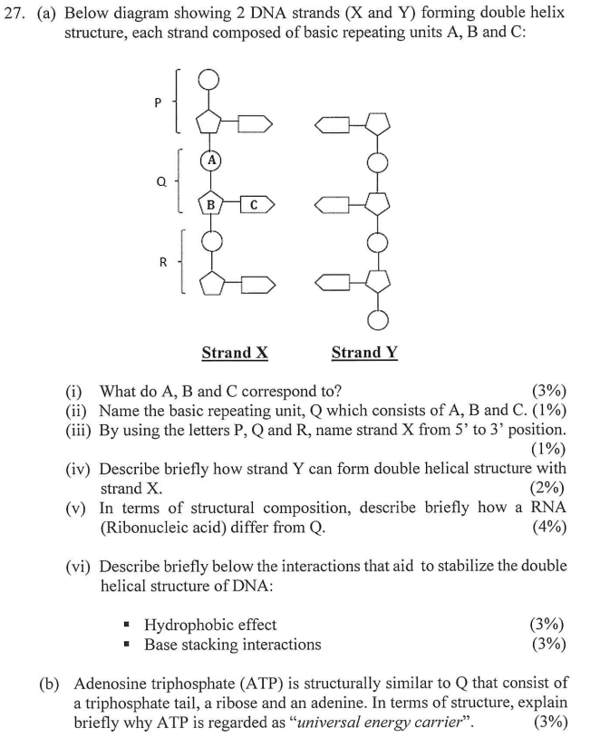 Solved 27. (a) Below diagram showing 2 DNA strands (X and Y) | Chegg.com