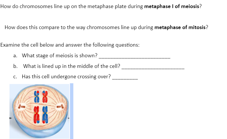Solved How do chromosomes line up on the metaphase plate | Chegg.com