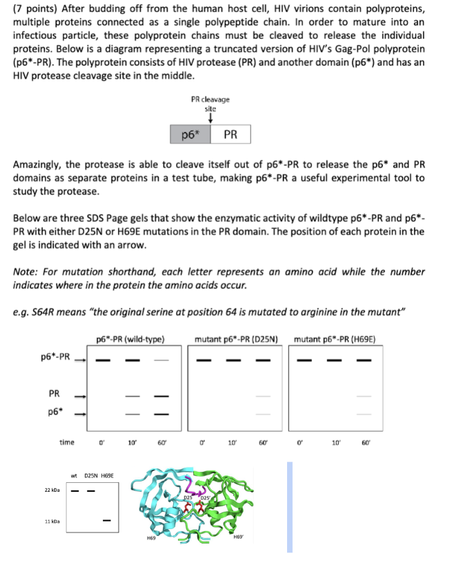 Solved A) What effect do the mutations have on p6*-PR | Chegg.com
