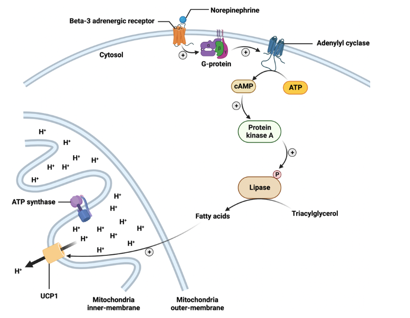 Solved During hibernation, norepinephrine is produced by the | Chegg.com