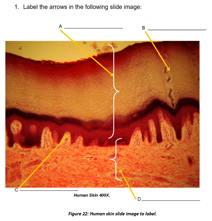 Solved 1. Label the arrows in the following slide image: A B | Chegg.com