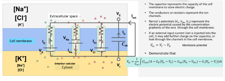 Solved - The capacitor represents the capacity of the cell | Chegg.com