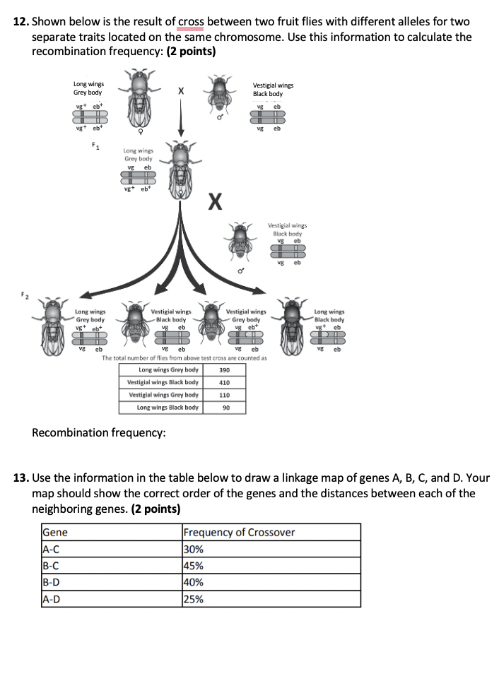Solved 12. Shown below is the result of cross between two | Chegg.com