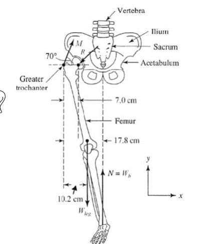 Hip Abductor Muscles