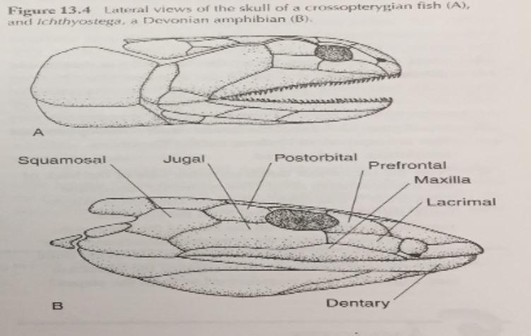 Solved Figure 13.5 (A) The crossopterygian fish | Chegg.com