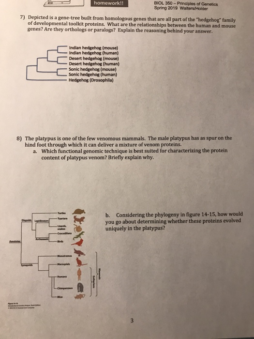 homework!! BIOL 350-Principles of Genetics Spring | Chegg.com