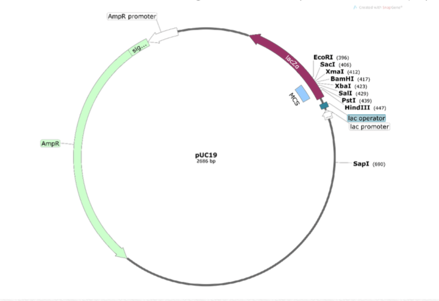 Solved explain the components of this plasmid map, and why | Chegg.com