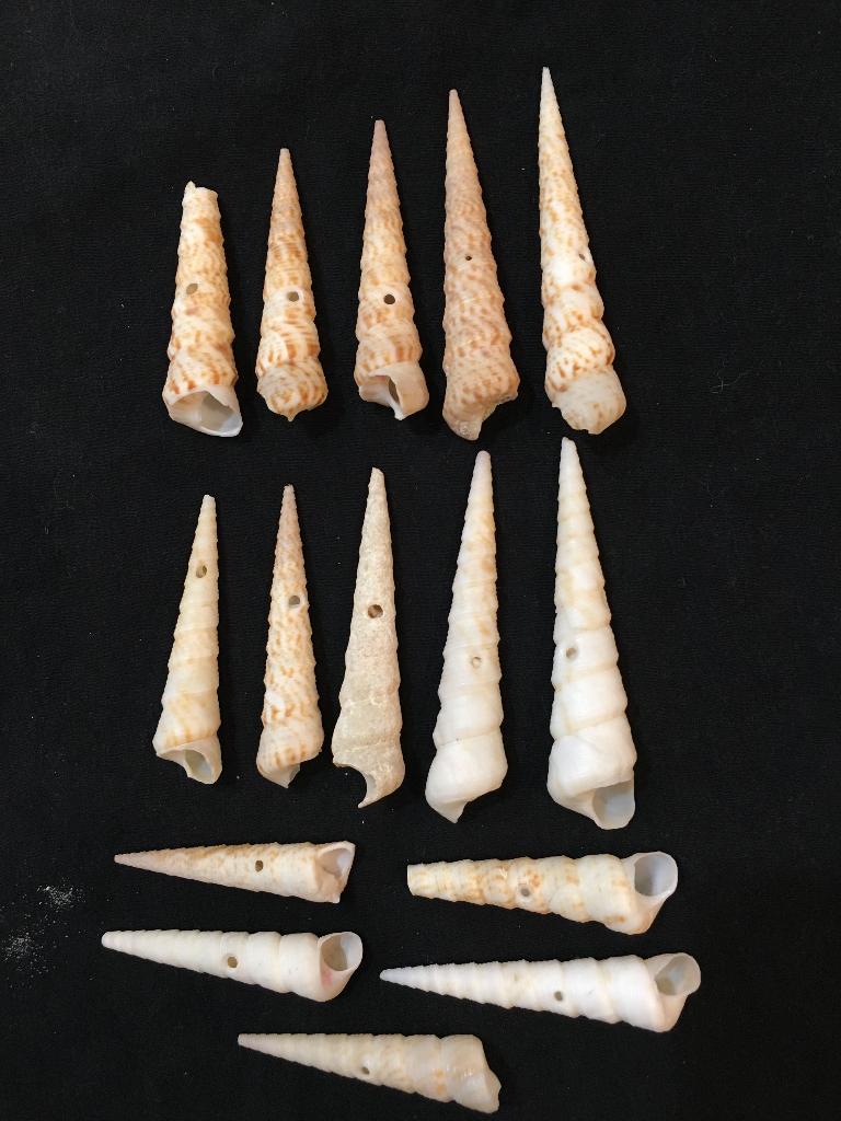 Solved 1a) Using the two pics of the 30 shells total, record | Chegg.com