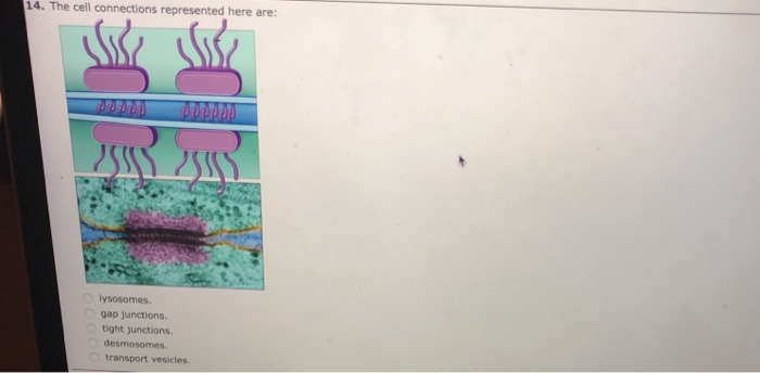 Solved 14. The cell connections represented here are: | Chegg.com