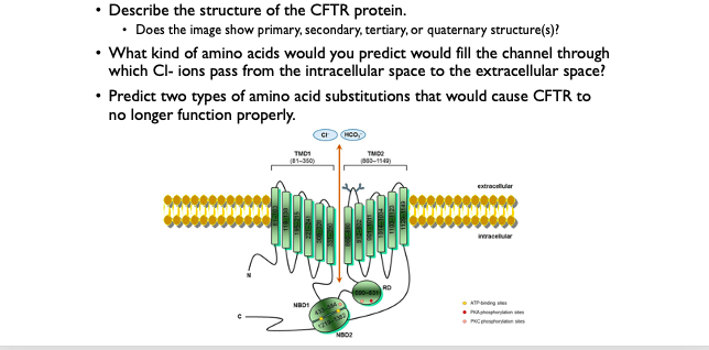 Solved Describe the structure of the CFTR protein. • Does | Chegg.com