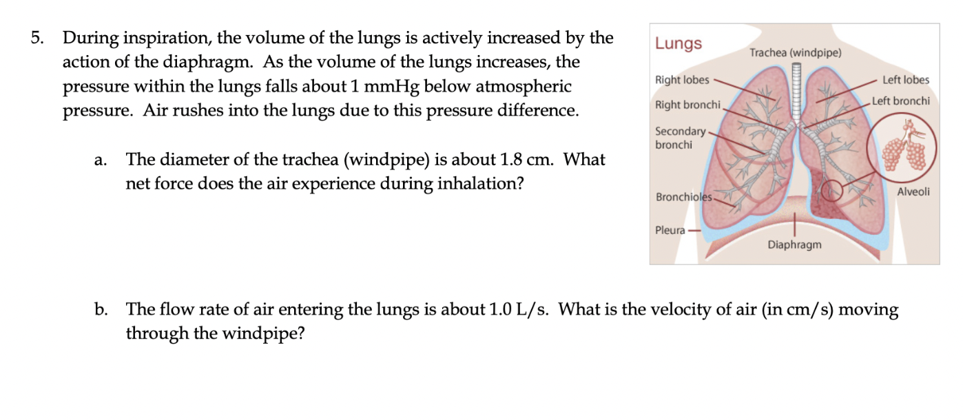 Solved During inspiration, the volume of the lungs is | Chegg.com