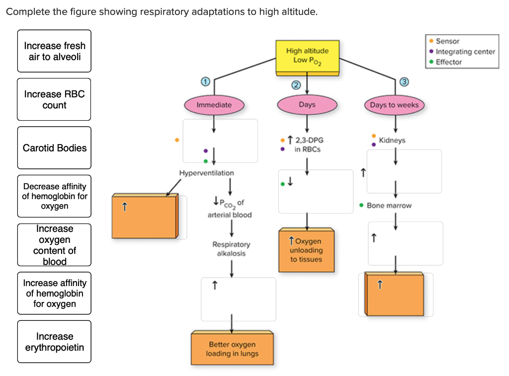 Solved Complete the figure showing respiratory adaptations | Chegg.com