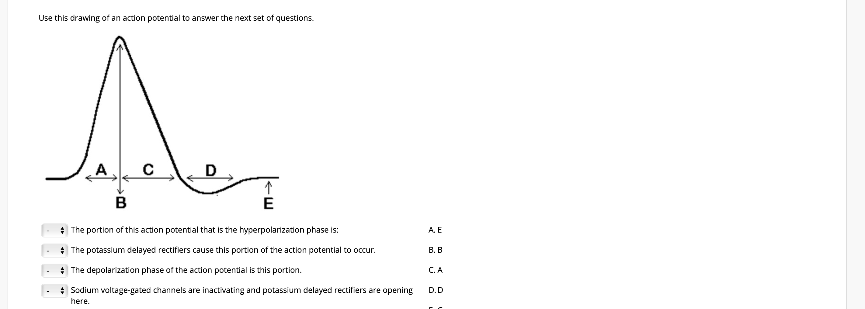 Solved Use this drawing of an action potential to answer the | Chegg.com