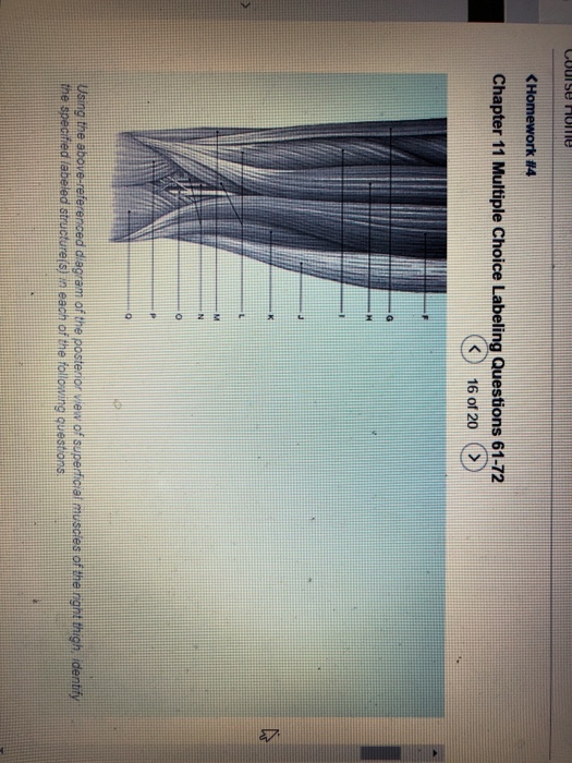 Solved ourse Home Homework #4 Chapter 11 Multiple Choice | Chegg.com Solved ourse Home Homework #4 Chapter 11 Multiple Choice | Chegg.com
