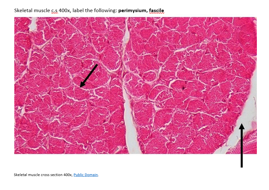 Cardiac Muscle 400x