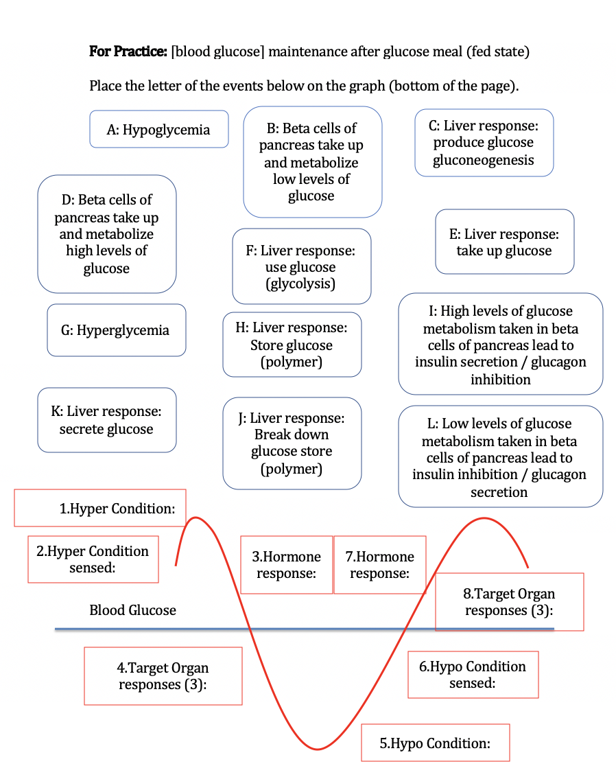 For Practice: [blood glucose] ﻿maintenance after | Chegg.com