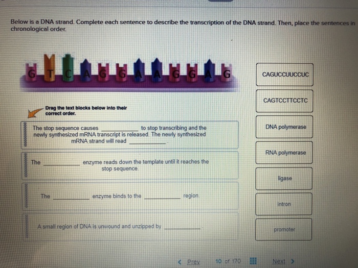 Solved Below is a DNA strand. Complete each sentence to | Chegg.com