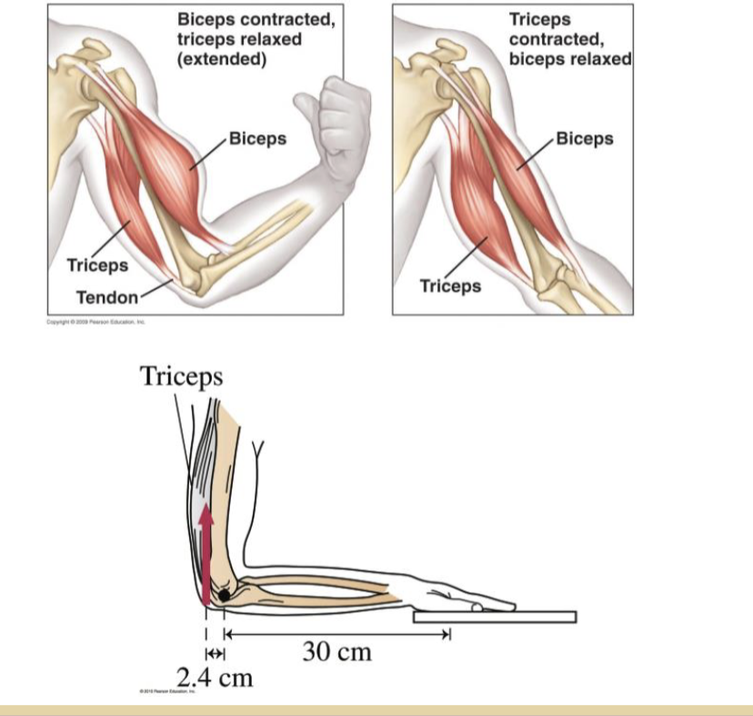 Triceps Muscles