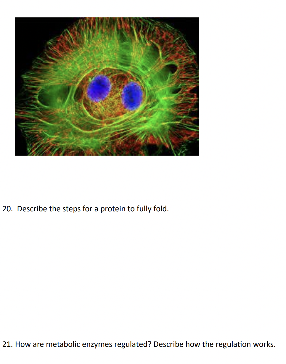 Solved Describe the steps for a protein to fully fold.How | Chegg.com