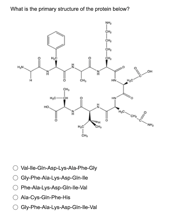 Solved What is the primary structure of the protein below? | Chegg.com