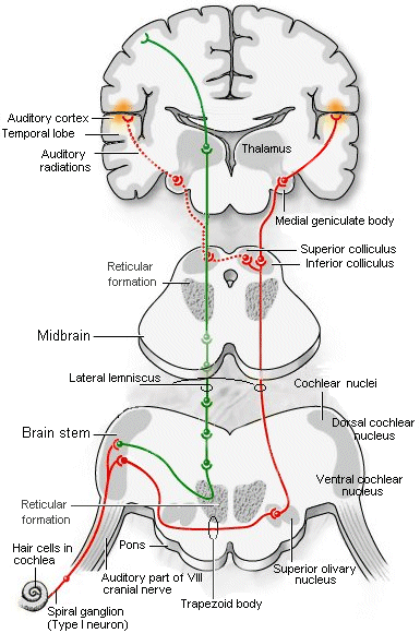 Auditory Pathway Flowchart
