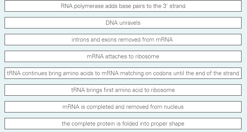 Solved RNA polymerase adds base pairs to the 3' strand DNA | Chegg.com