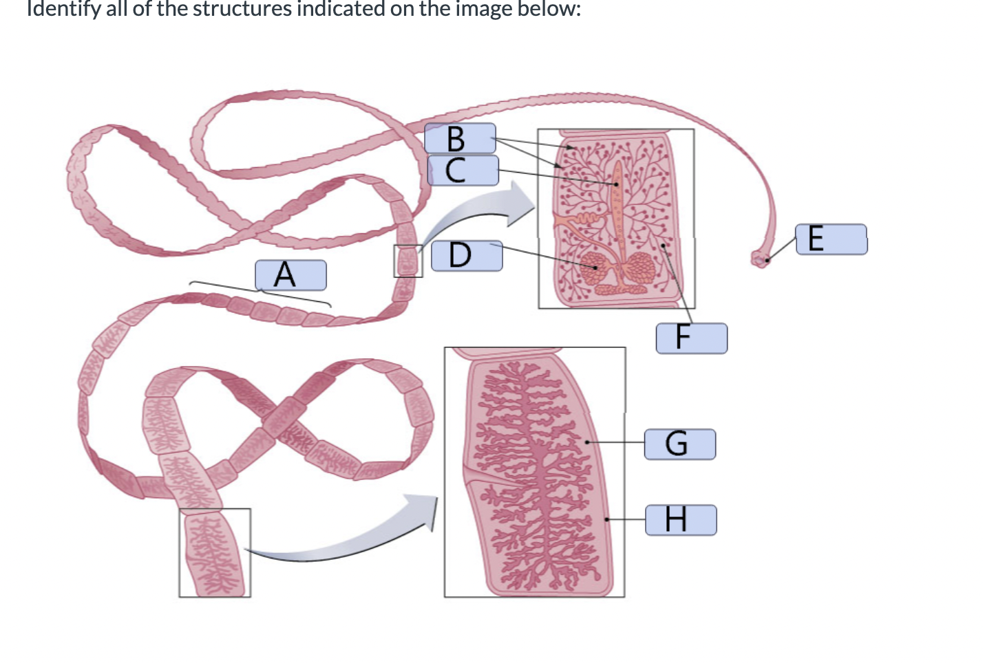 Solved Identify all of the structures indicated on the image | Chegg.com