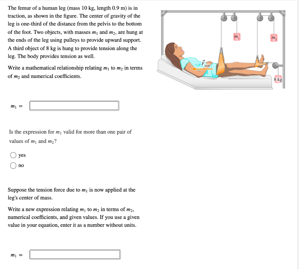 Solved The femur of a human leg (mass 10 kg, length 0.9 m) | Chegg.com