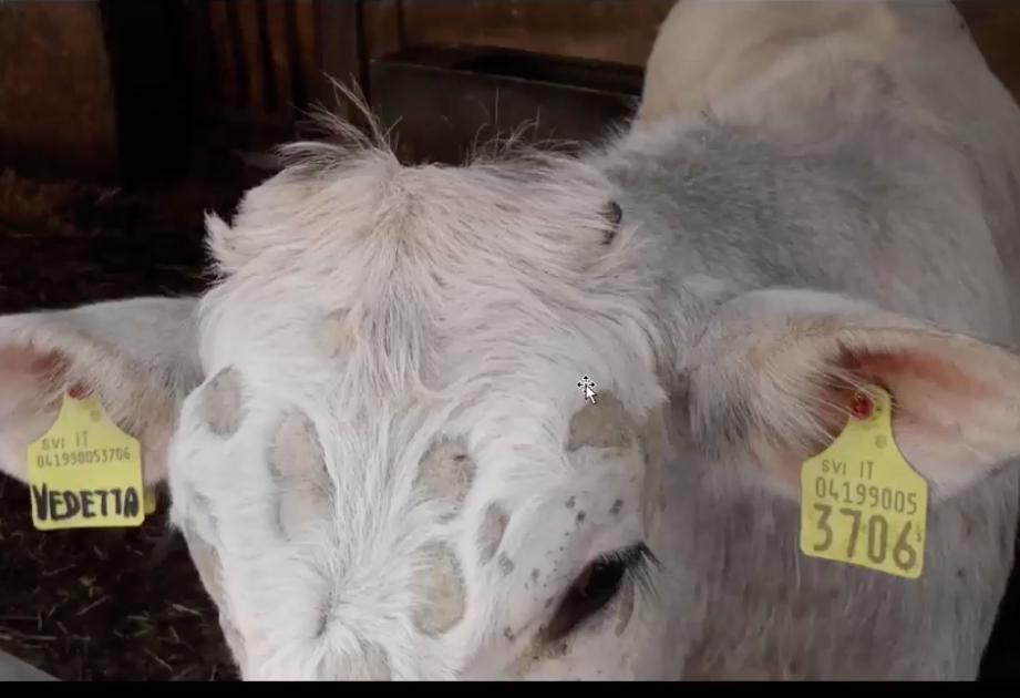 Porencephaly Bovine