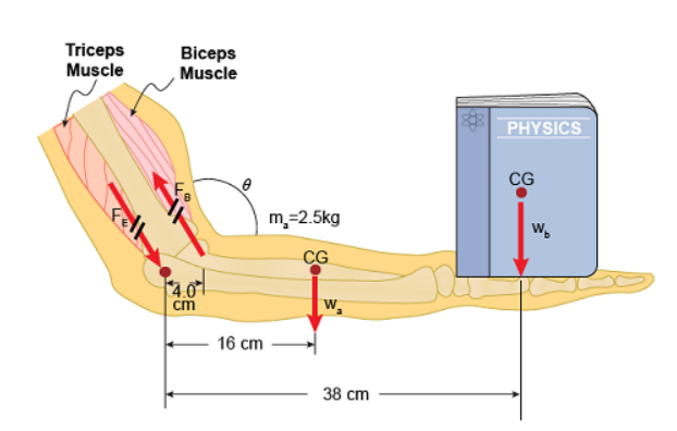Solved The figure shows the forearm of a person holding a | Chegg.com