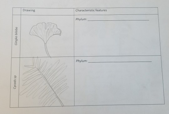 Solved Drawing Characteristic features Phylum Phylum | Chegg.com