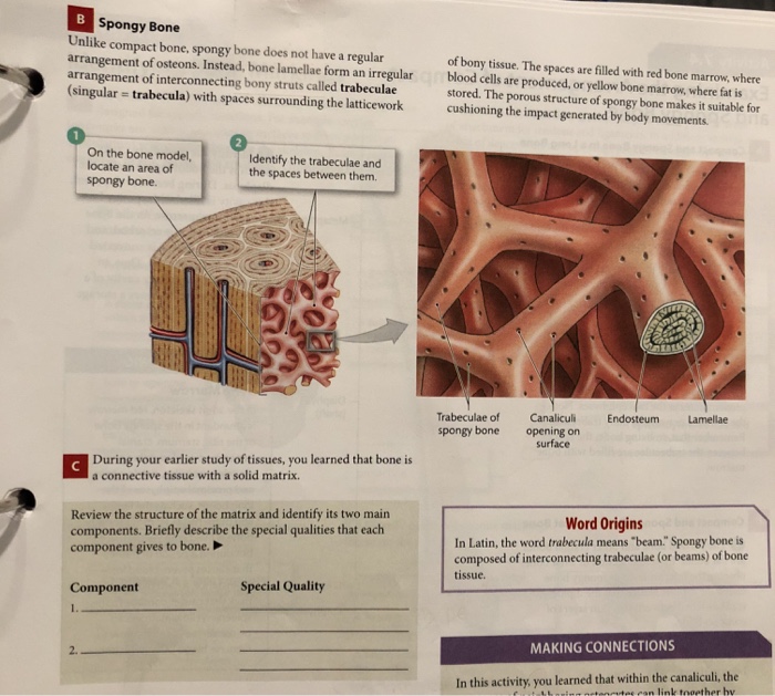 Solved Spongy Bone Unlike compact bone, spongy bone does not | Chegg.com