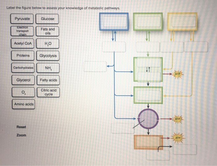Solved Label the figure below to assess your knowledge of | Chegg.com