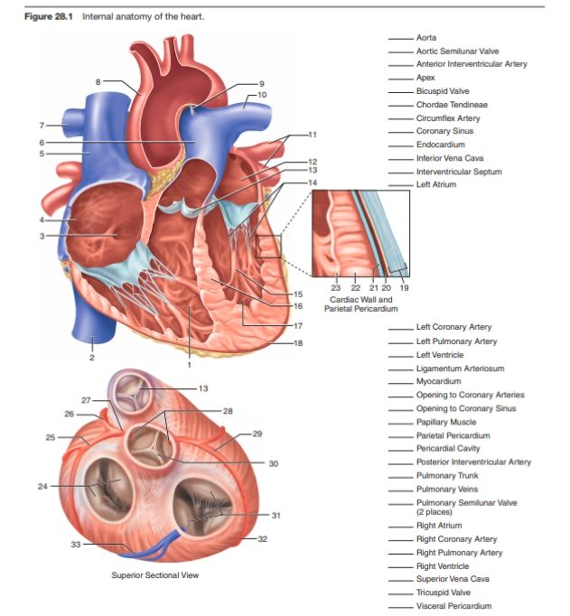 Solved Figure 28.1 Internal anatomy of the heart Aorta | Chegg.com