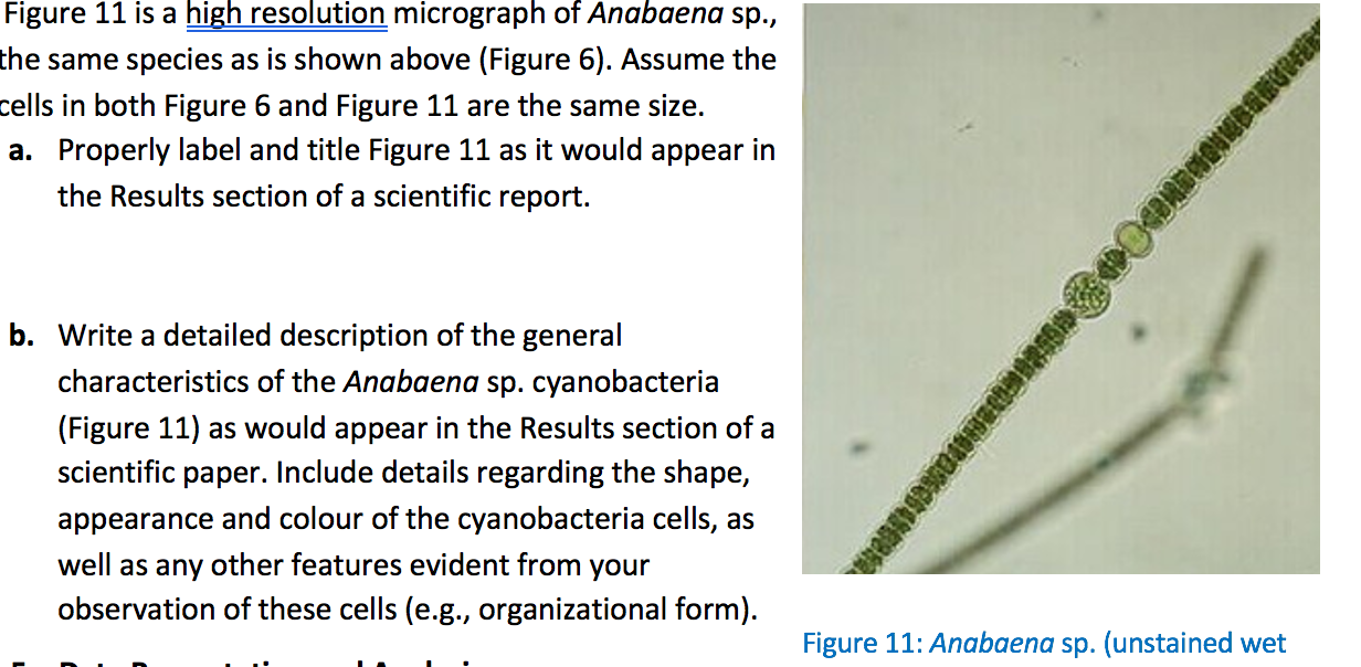 Solved Figure 11 is a high resolution micrograph of Anabaena | Chegg.com