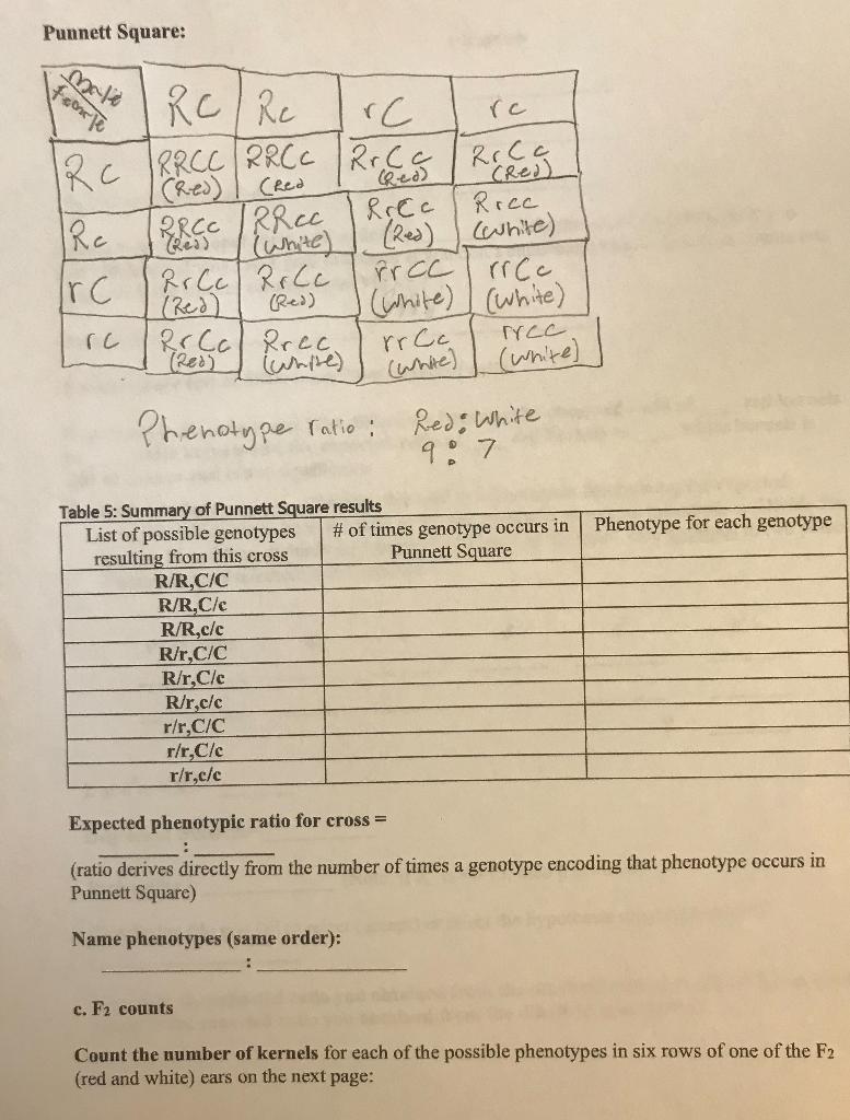 Solved Epistasis is a form of gene interaction where one | Chegg.com