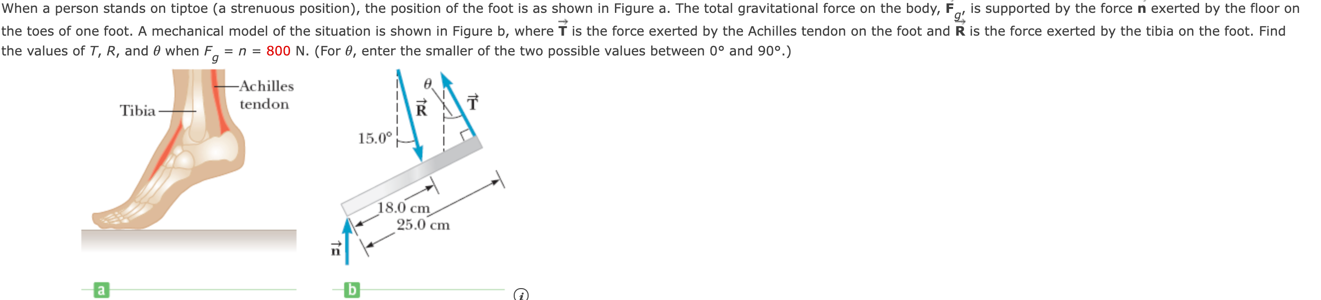 Solved When a person stands on tiptoe (a strenuous | Chegg.com