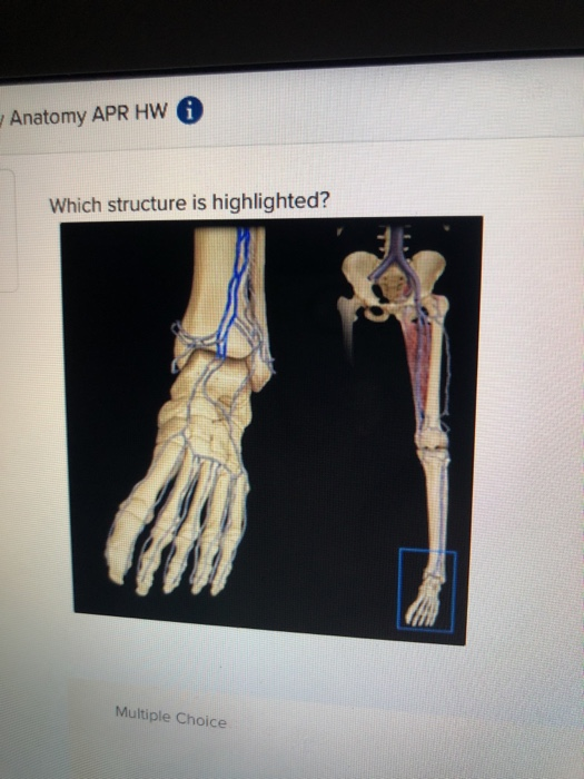 Solved irculatory Anatomy APR HW re is highlighted? 12 | Chegg.com