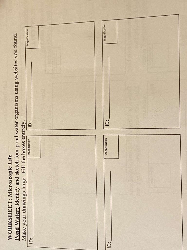 Solved WORKSHEET: Microscopic Life Pond Water: Identify and | Chegg.com