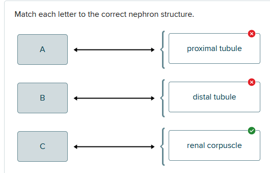 Solved Match each letter to the correct nephron structure. | Chegg.com