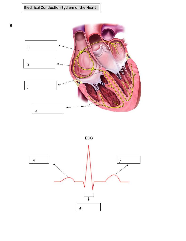 Conduction System Of The Heart Ecg
