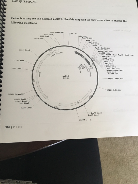 Solved LAB QUESTIONS Below is a map for the plasmid pUC19. | Chegg.com
