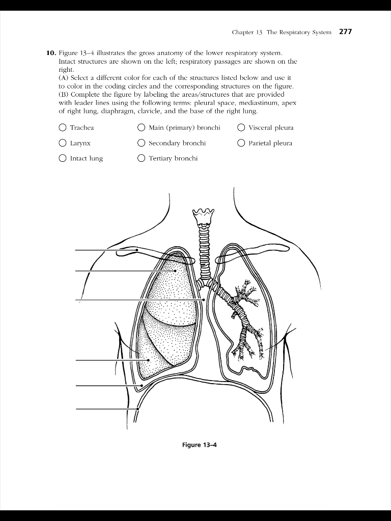 Solved Chapter 13 The Respiratory System 277 10. Figure 13-4 | Chegg.com