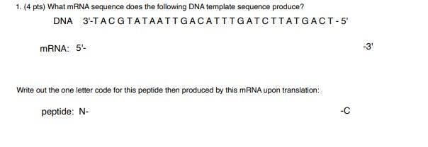 Solved 1. (4 pts) What mRNA sequence does the following DNA | Chegg.com