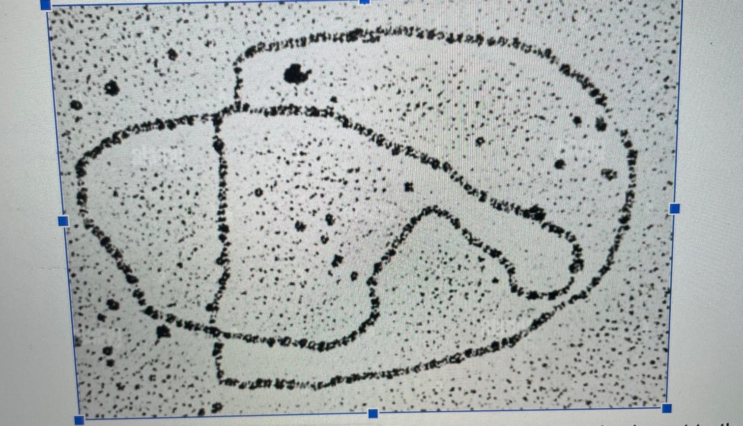 Solved Consider this electron micrograph image. Explain how | Chegg.com