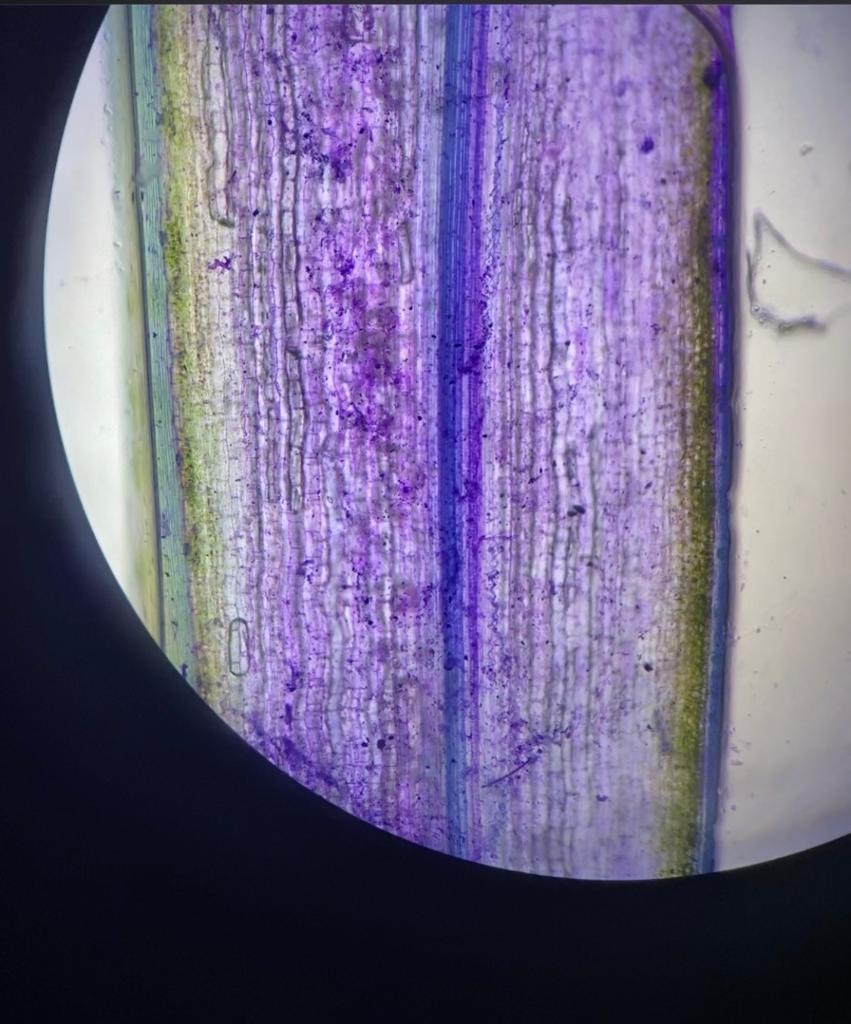 Solved Draw a labelled diagram for the longitudinal section | Chegg.com