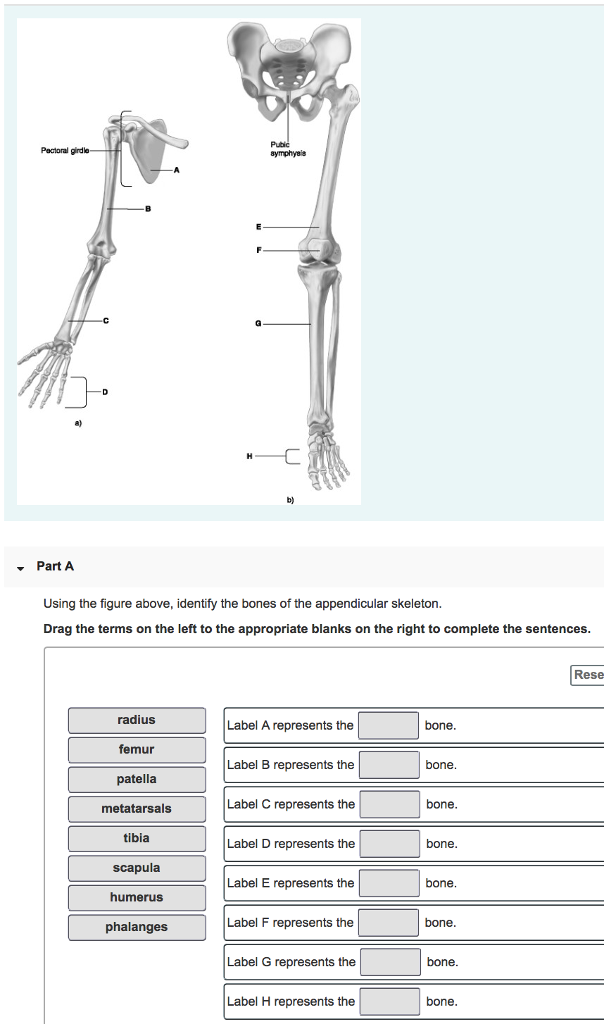 Solved b) Part A Using the figure above, identify the bones | Chegg.com