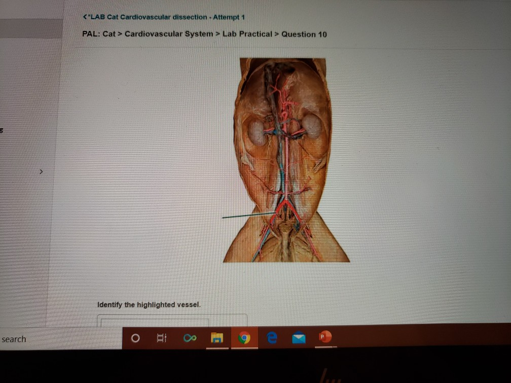 Solved PAL: Cat > Cardiovascular System > Lab Practical > | Chegg.com