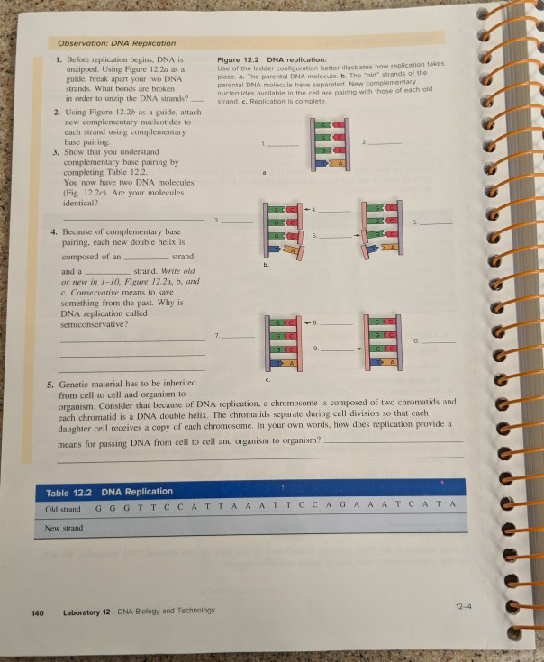 Solved Observation: DNA Replicotion 1. Before replication | Chegg.com Solved Observation: DNA Replicotion 1. Before replication | Chegg.com